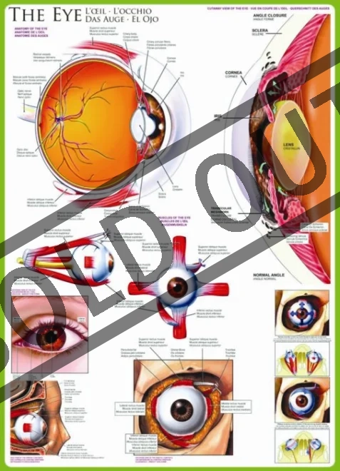 EUROGRAPHICS Puzzle Lidské oko 1000 dílků | Puzzle-puzzle.cz