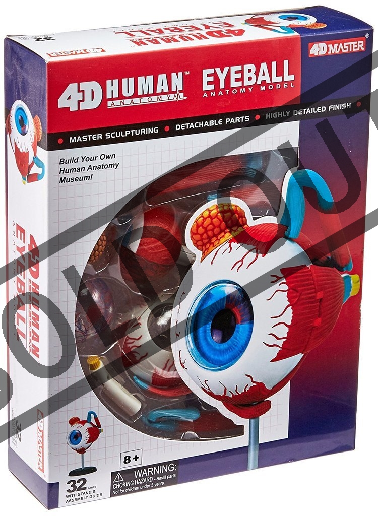 4D MASTER Anatomický 4D model - Oko | Puzzle-puzzle.cz