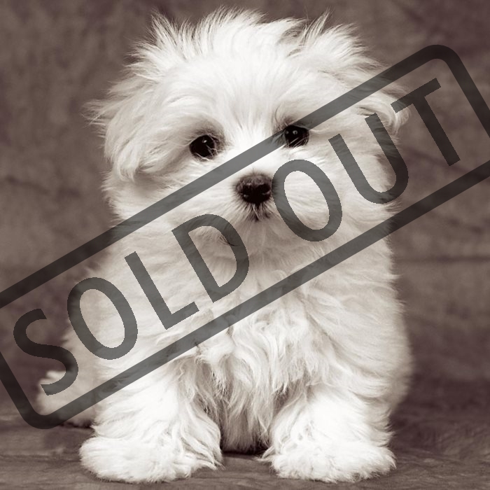 RAVENSBURGER Čtvercové puzzle Štěně maltézského psíka 500 dílků ...