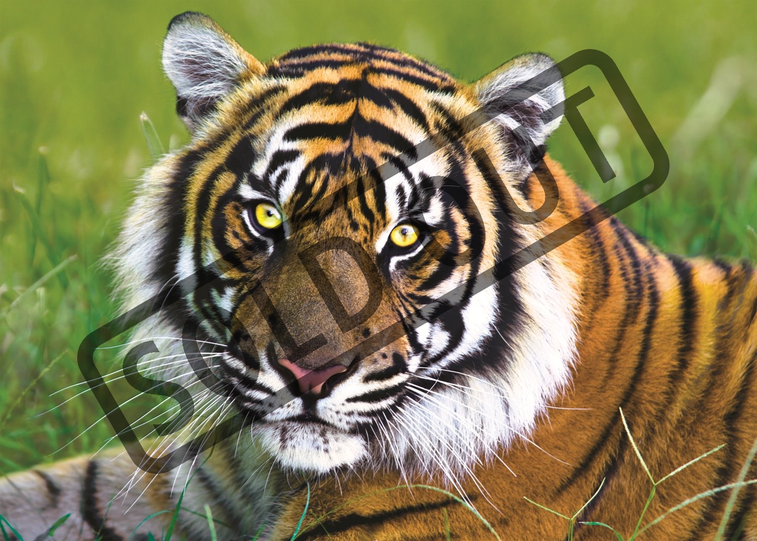 TREFL Puzzle Tygr 500 dílků | Puzzle-puzzle.cz