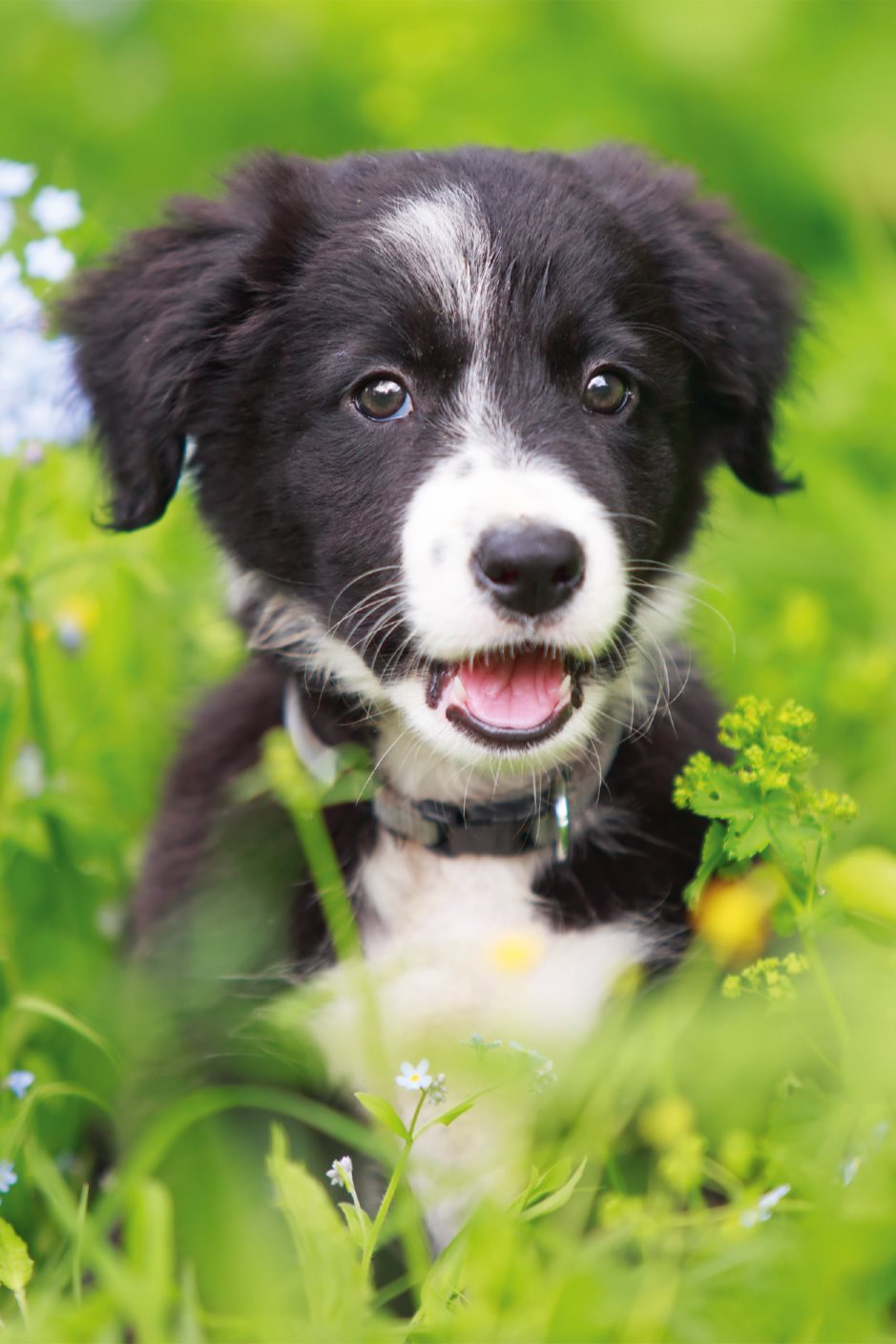 DINO Puzzle Zvířátka - Štěně 54 dílků | Puzzle-puzzle.cz