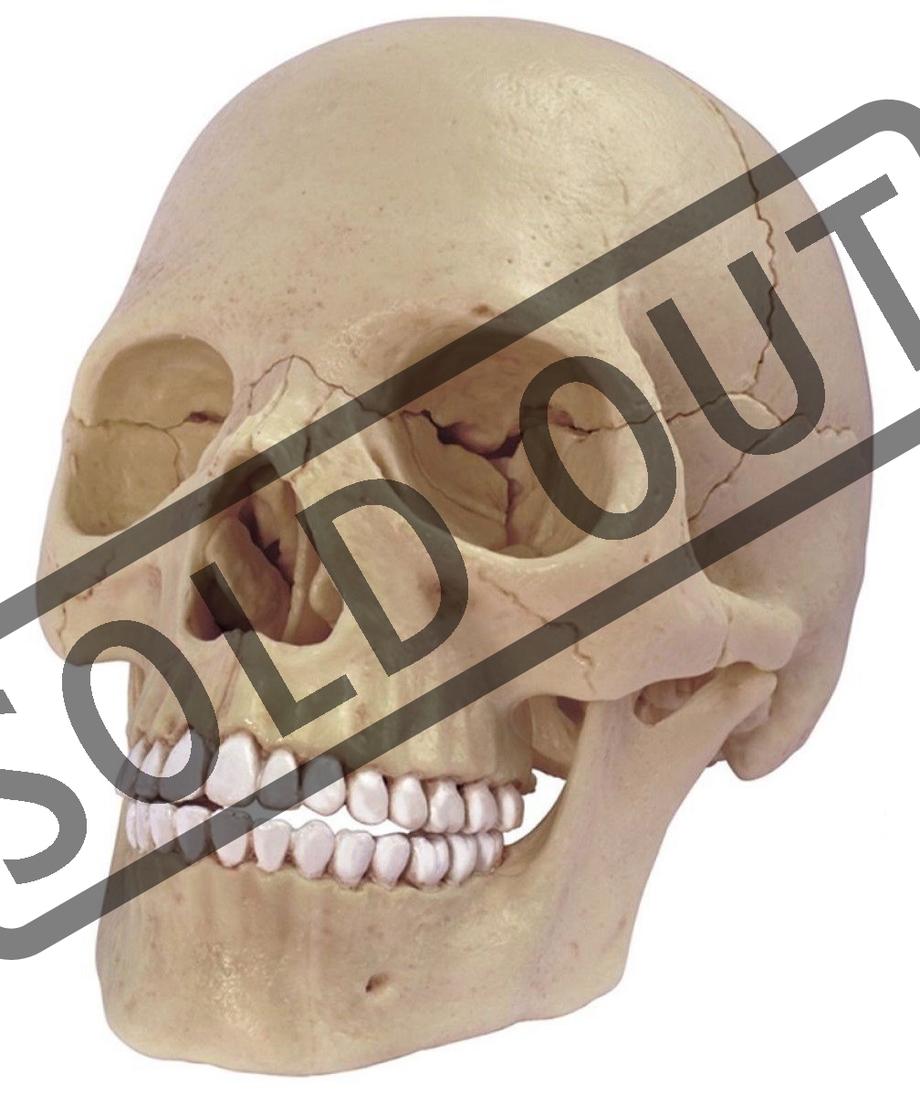 4D MASTER Anatomický 4D model - Lidská lebka | Puzzle-puzzle.cz